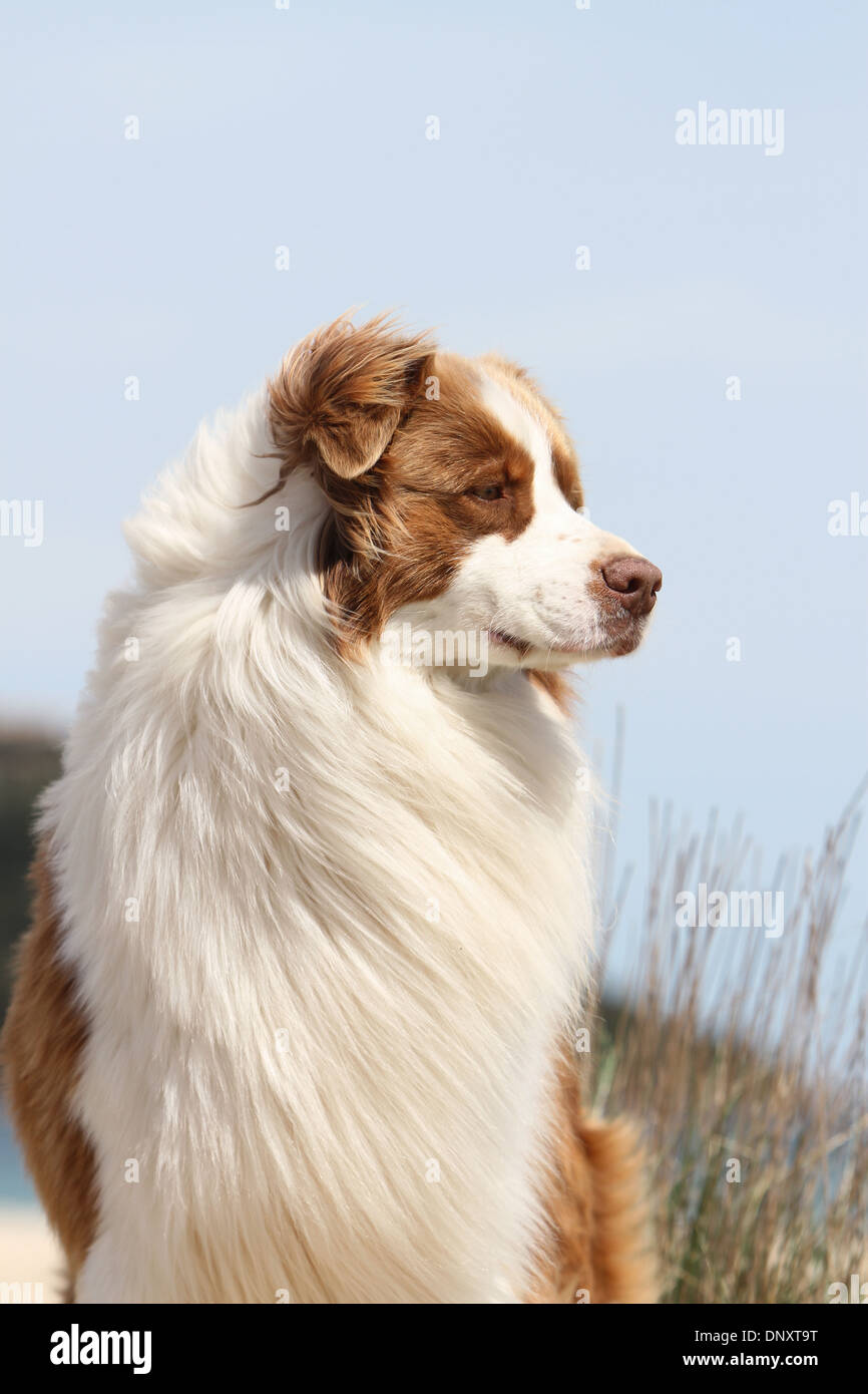 Dog Australian shepherd / Aussie adult ( red ) portrait Stock Photo - Alamy