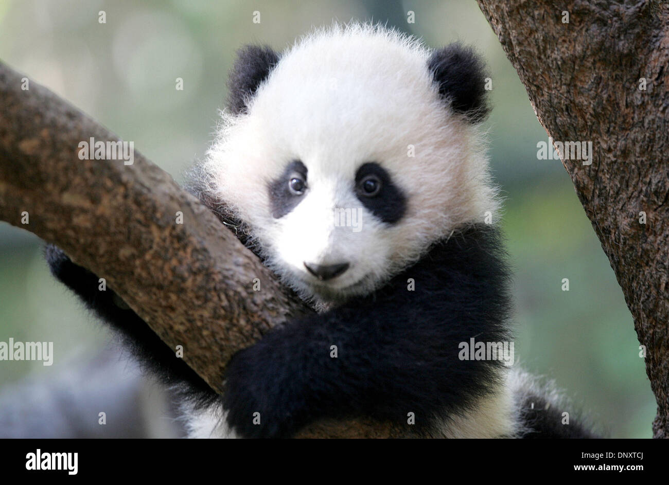 Dec 30, 2005 - San Diego, California, USA - At the San Diego Zoo, 4 ...