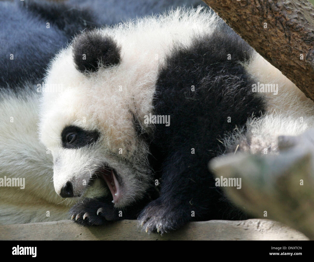 Su lin panda hi-res stock photography and images - Alamy