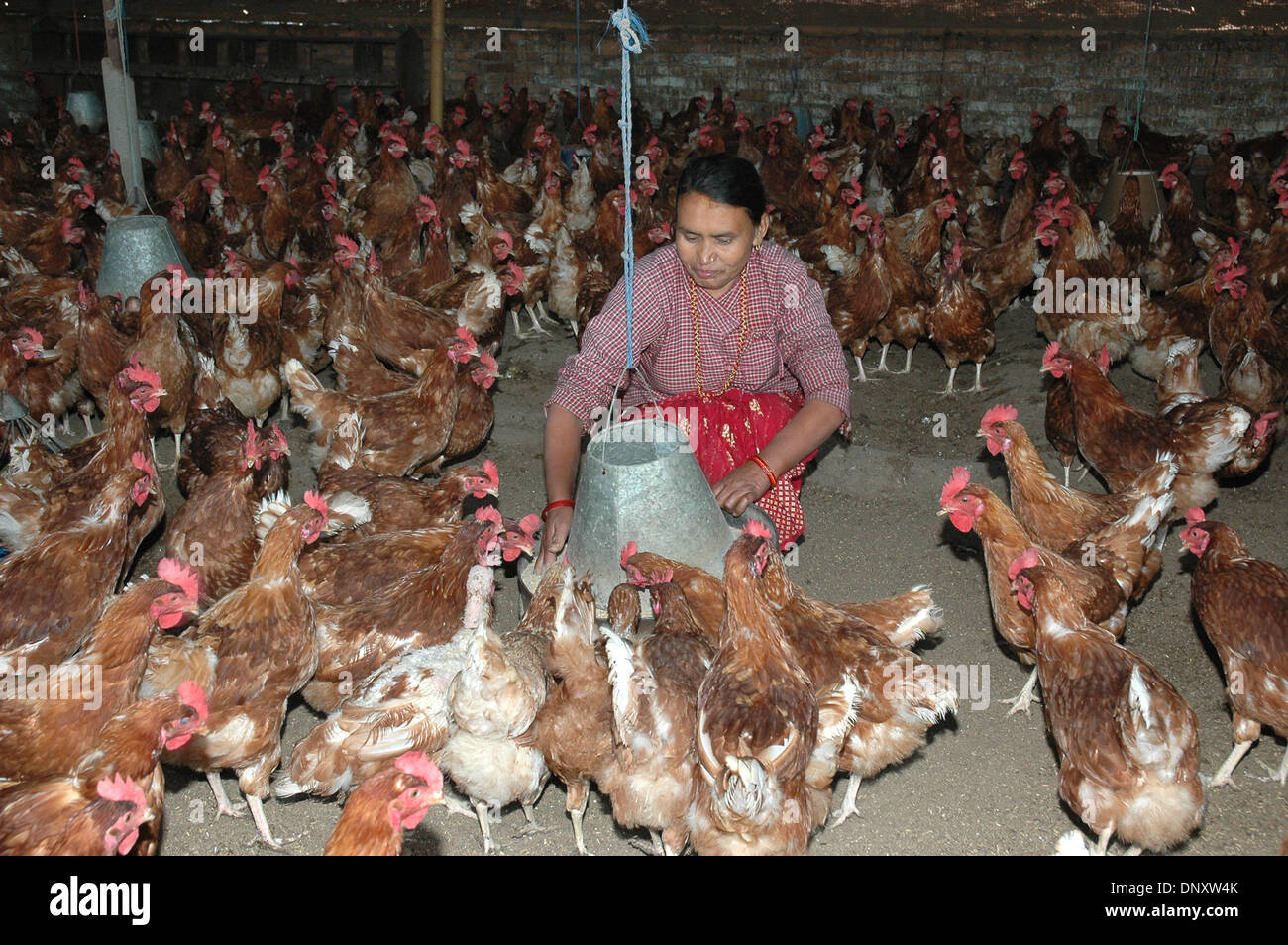 Jan 02, 2006; Simaltar, Kathmandu, NEPAL; Local chicken farm: after ...
