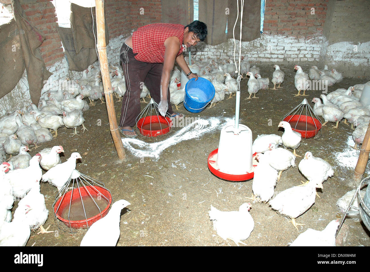 Jan 02, 2006; Simaltar, Kathmandu, NEPAL; Local chicken farm: after ...