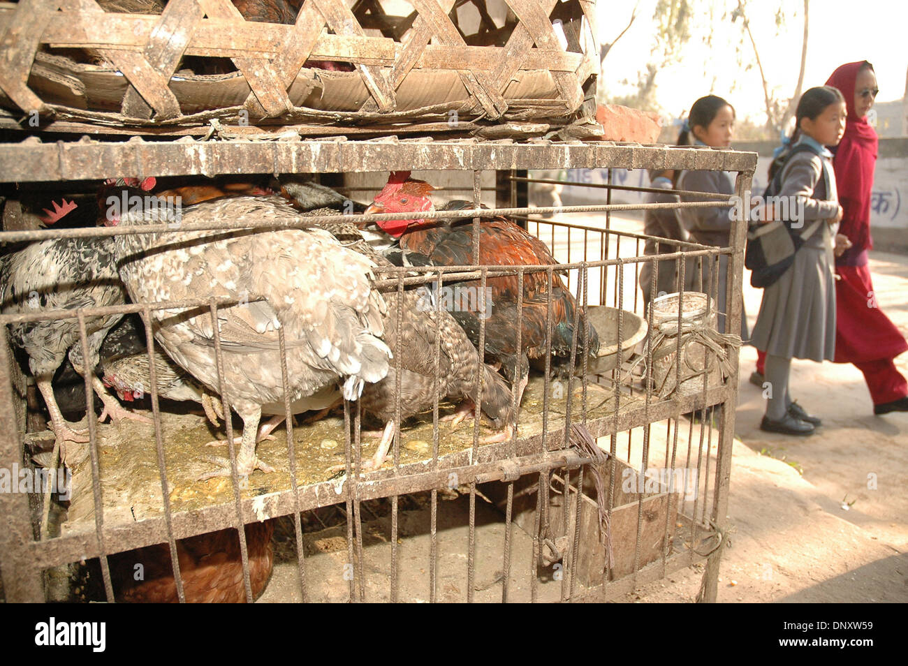 Jan 02, 2006; Pani Pokhari, Kathmandu, NEPAL; Local chickens market ...