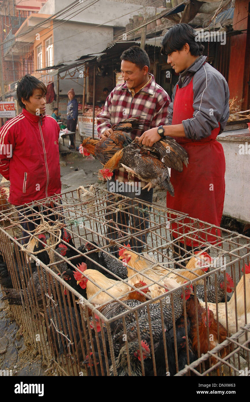 Jan 02, 2006; Jorpati, Kathmandu, NEPAL; Local chickens market: After ...