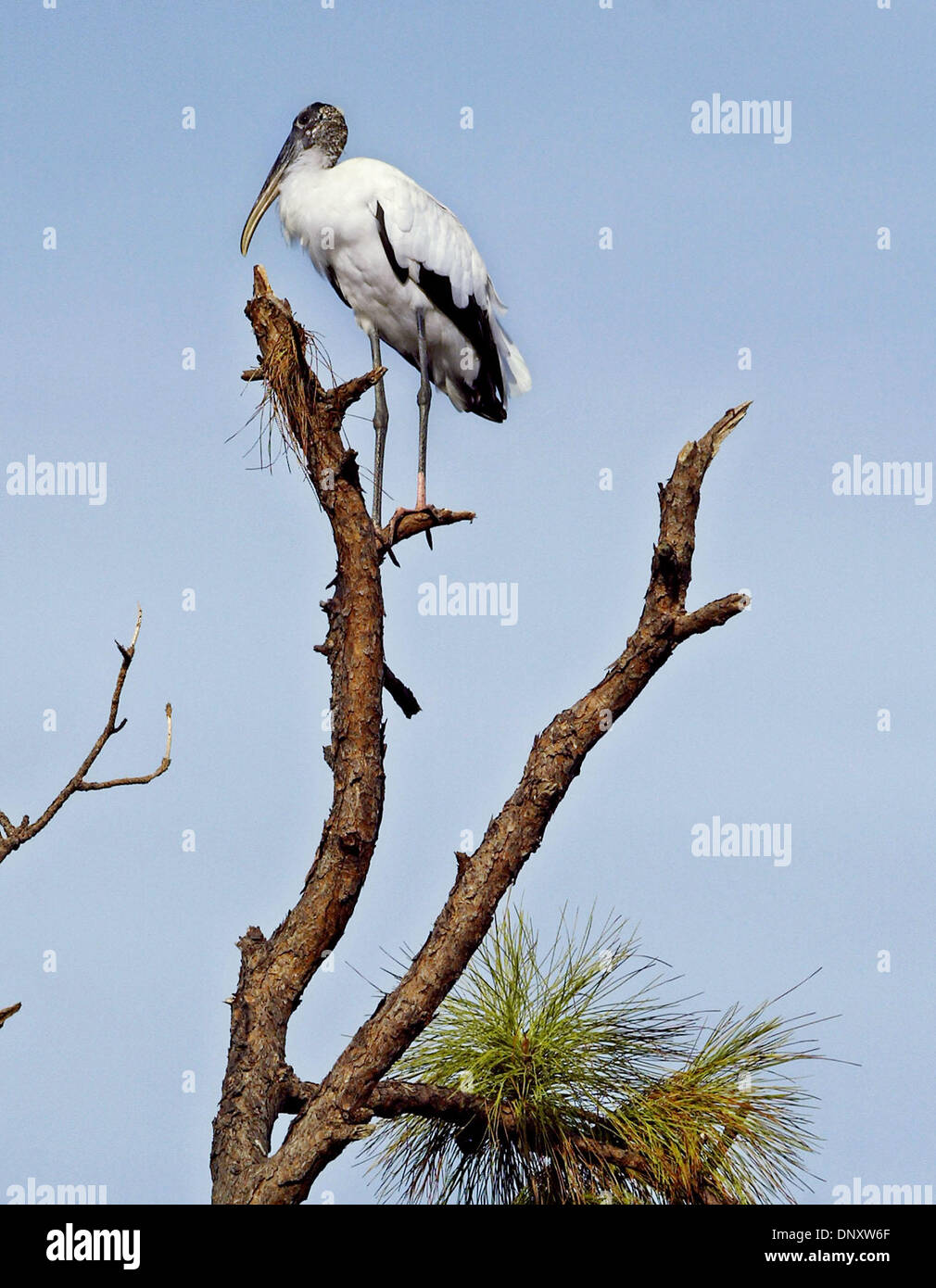 Stork club hi-res stock photography and images - Alamy