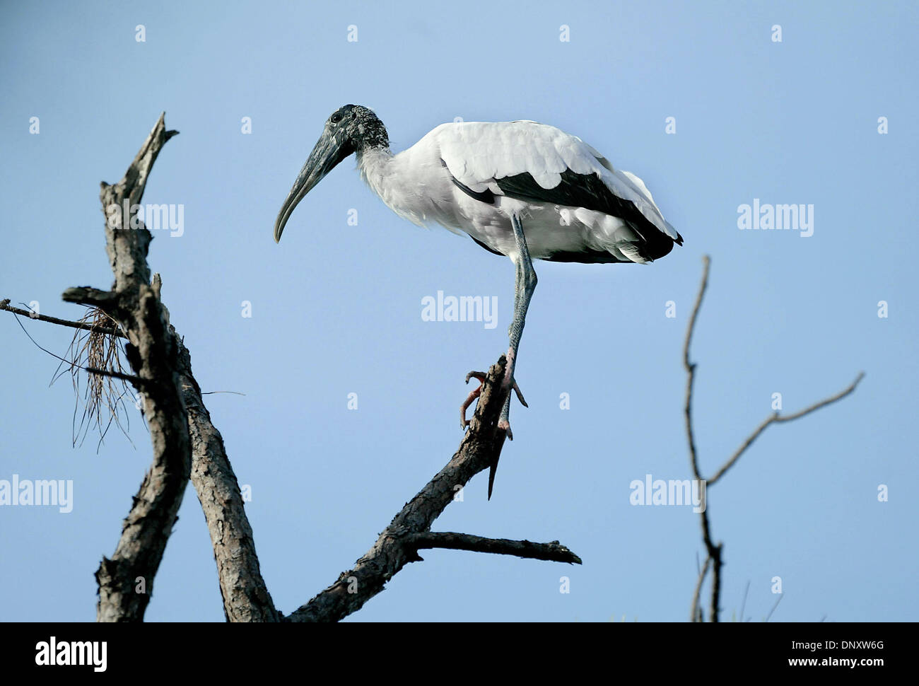 Stork club hi-res stock photography and images - Alamy