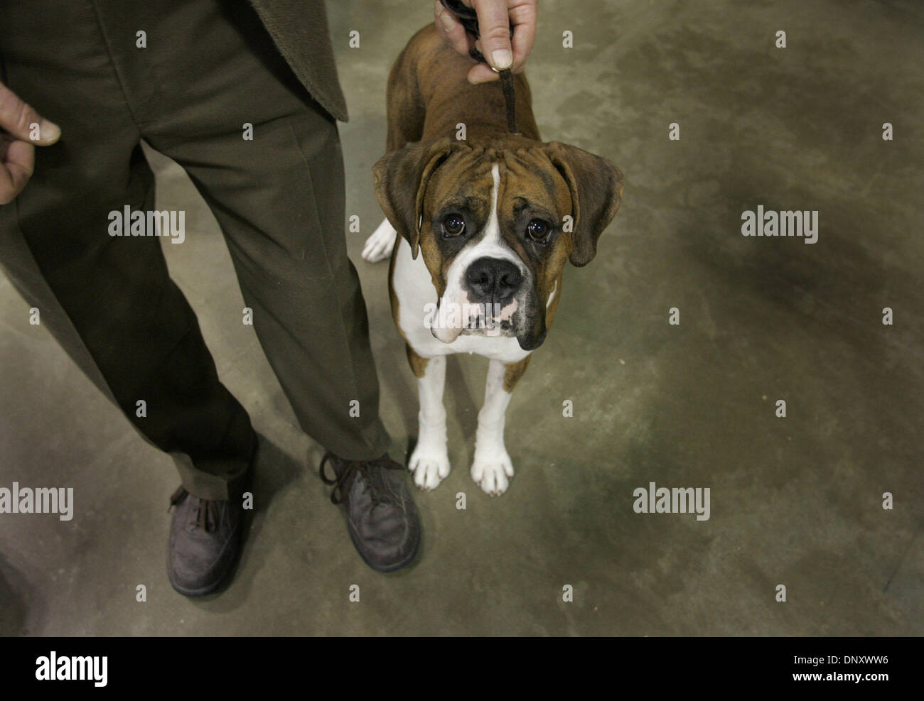 Annual dog show hi-res stock photography and images - Alamy