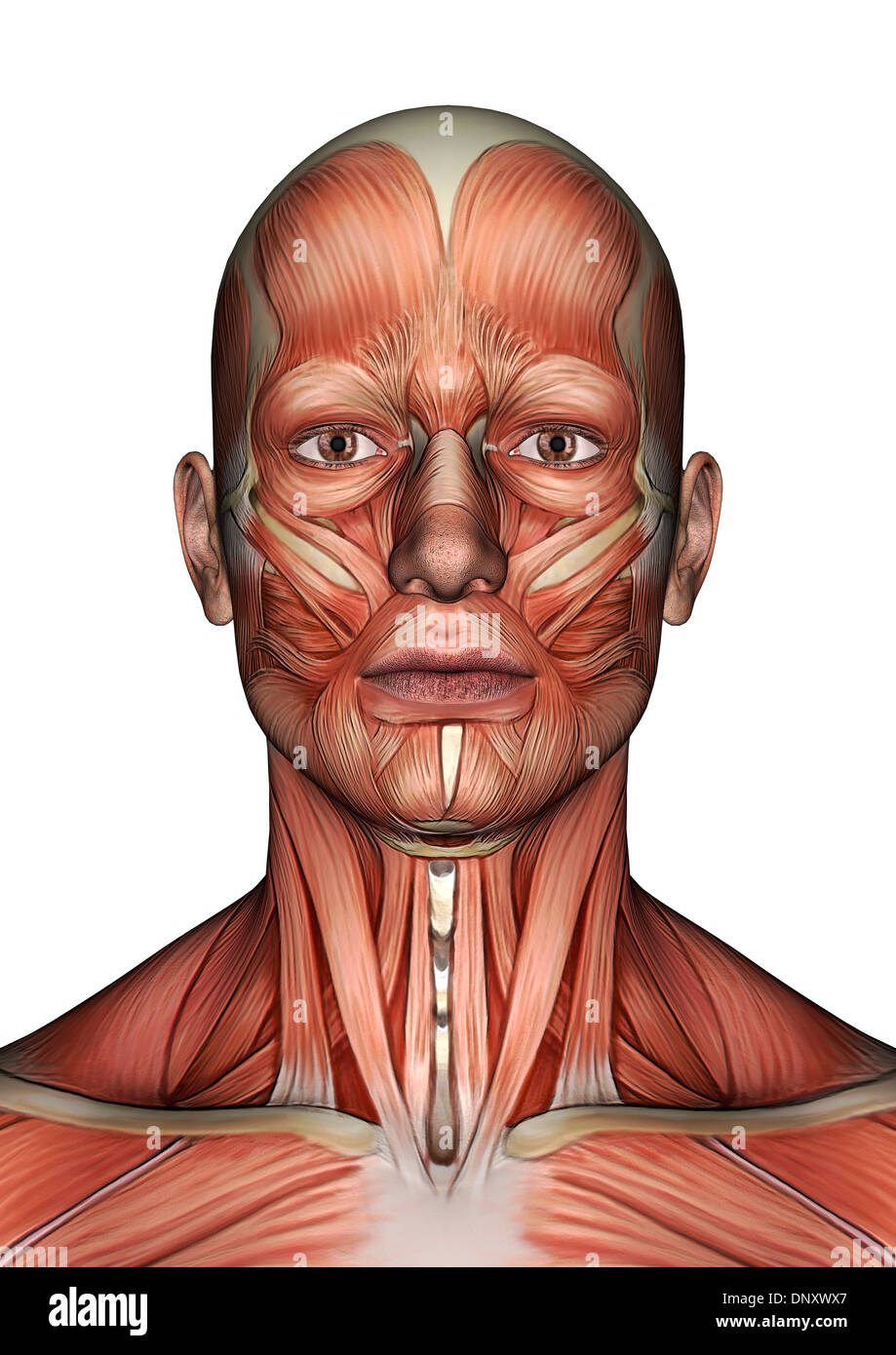 3D digital render of a male anatomy face with muscles map isolated on ...