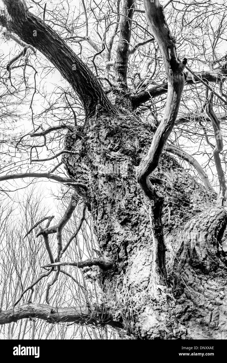 Gnarled tree hi-res stock photography and images - Alamy