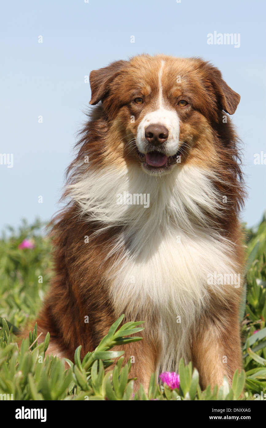 Dog Australian shepherd / Aussie adult ( red ) portrait Stock Photo - Alamy