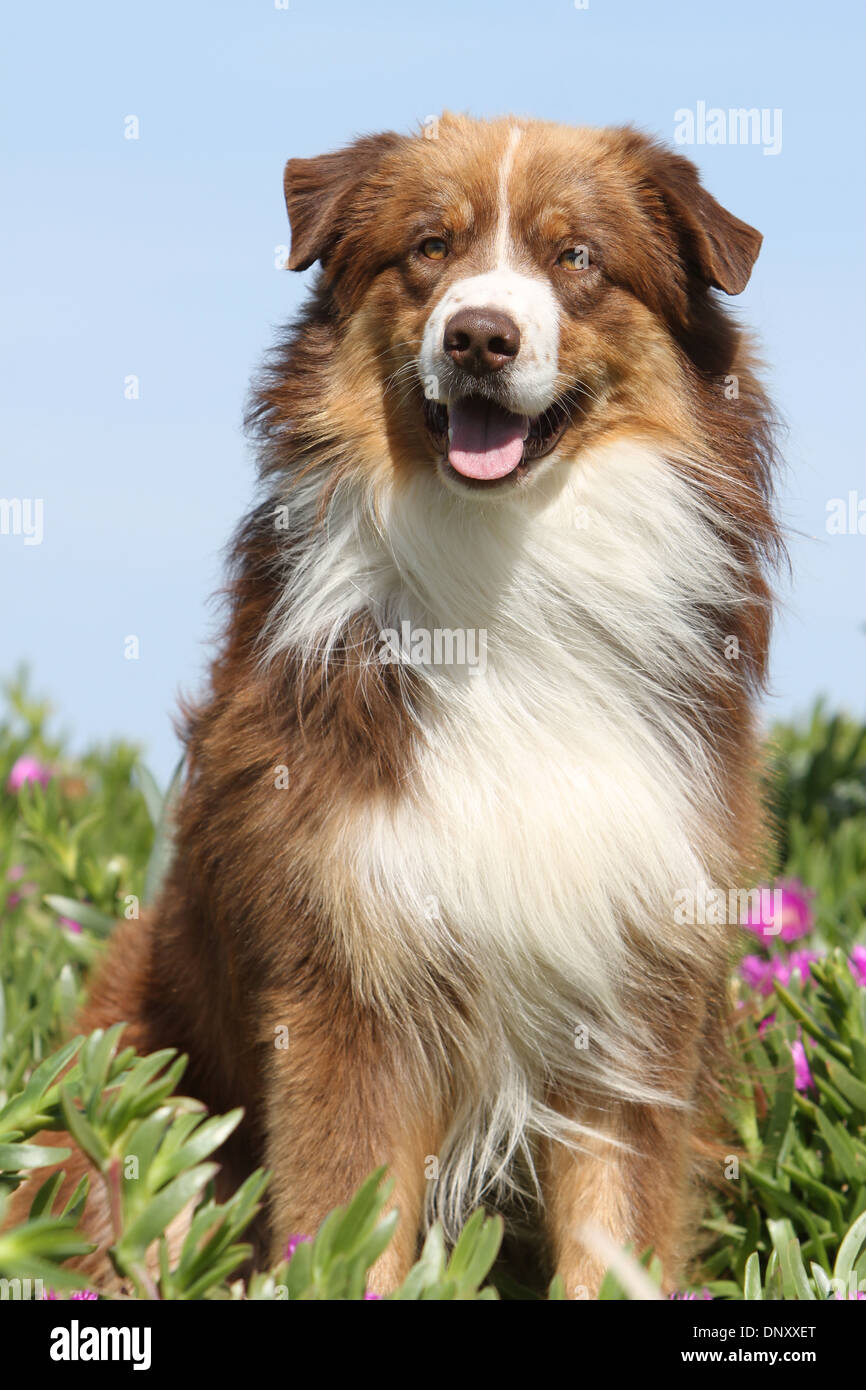 Dog Australian shepherd / Aussie adult ( red ) portrait Stock Photo - Alamy