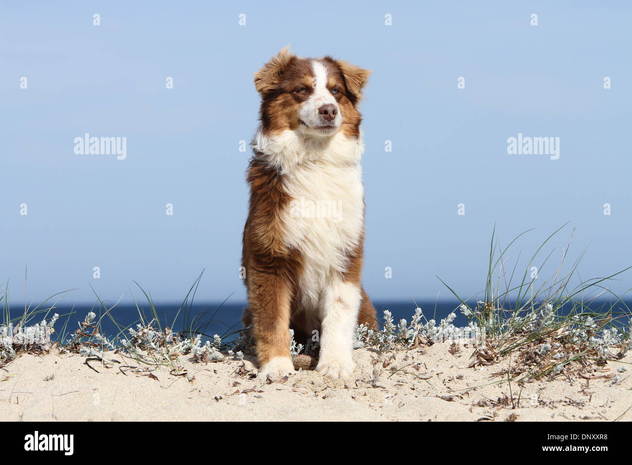 Dog Australian shepherd / Aussie adult (red tricolor) sitting on the ...