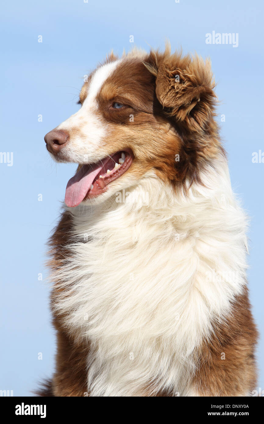 Dog Australian shepherd / Aussie adult ( red ) portrait Stock Photo - Alamy