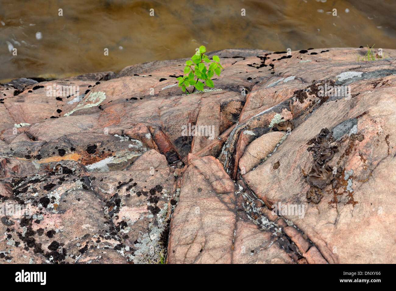Rock outcrops and birch tree seedling overhanging the Wanapitei River ...