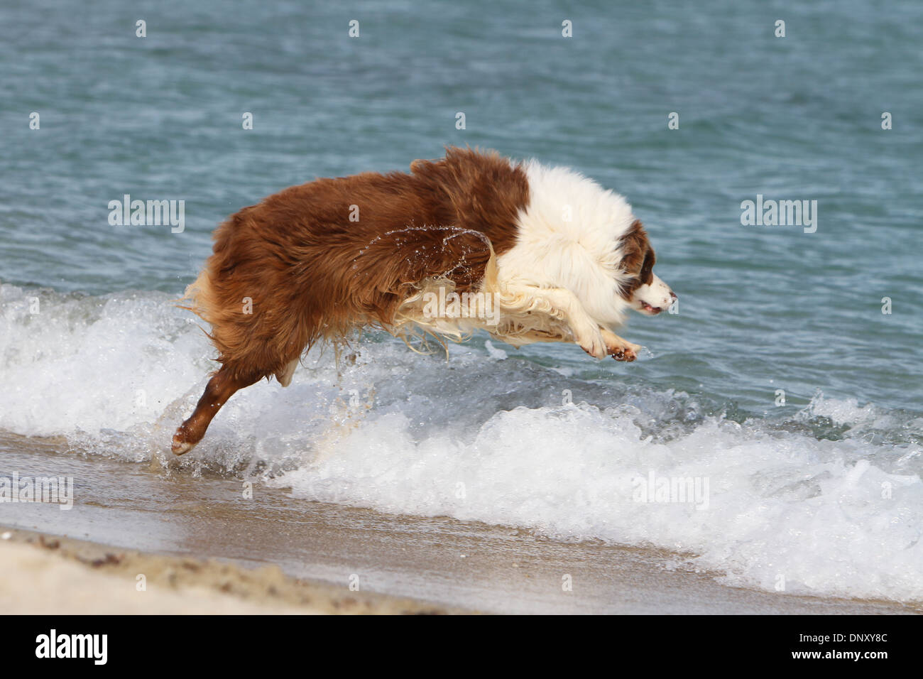 Jumping australian shepherd hi-res stock photography and images - Alamy