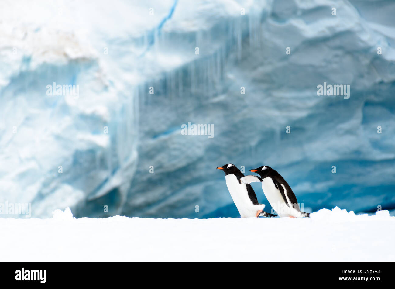Habitat climate adaptation hi-res stock photography and images - Alamy