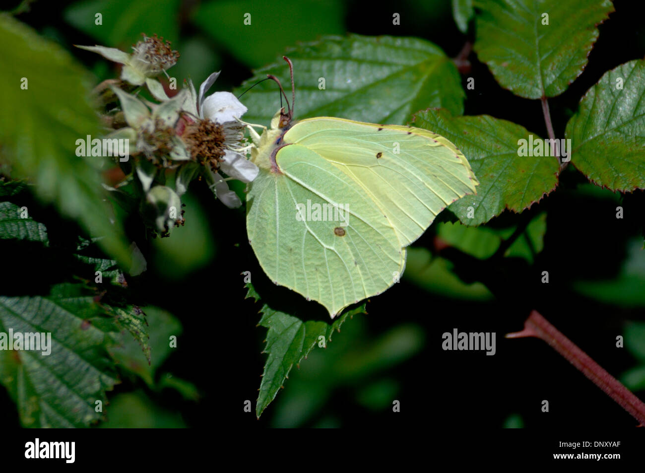 Yellow butterfly brimstone sulphur hi-res stock photography and images ...