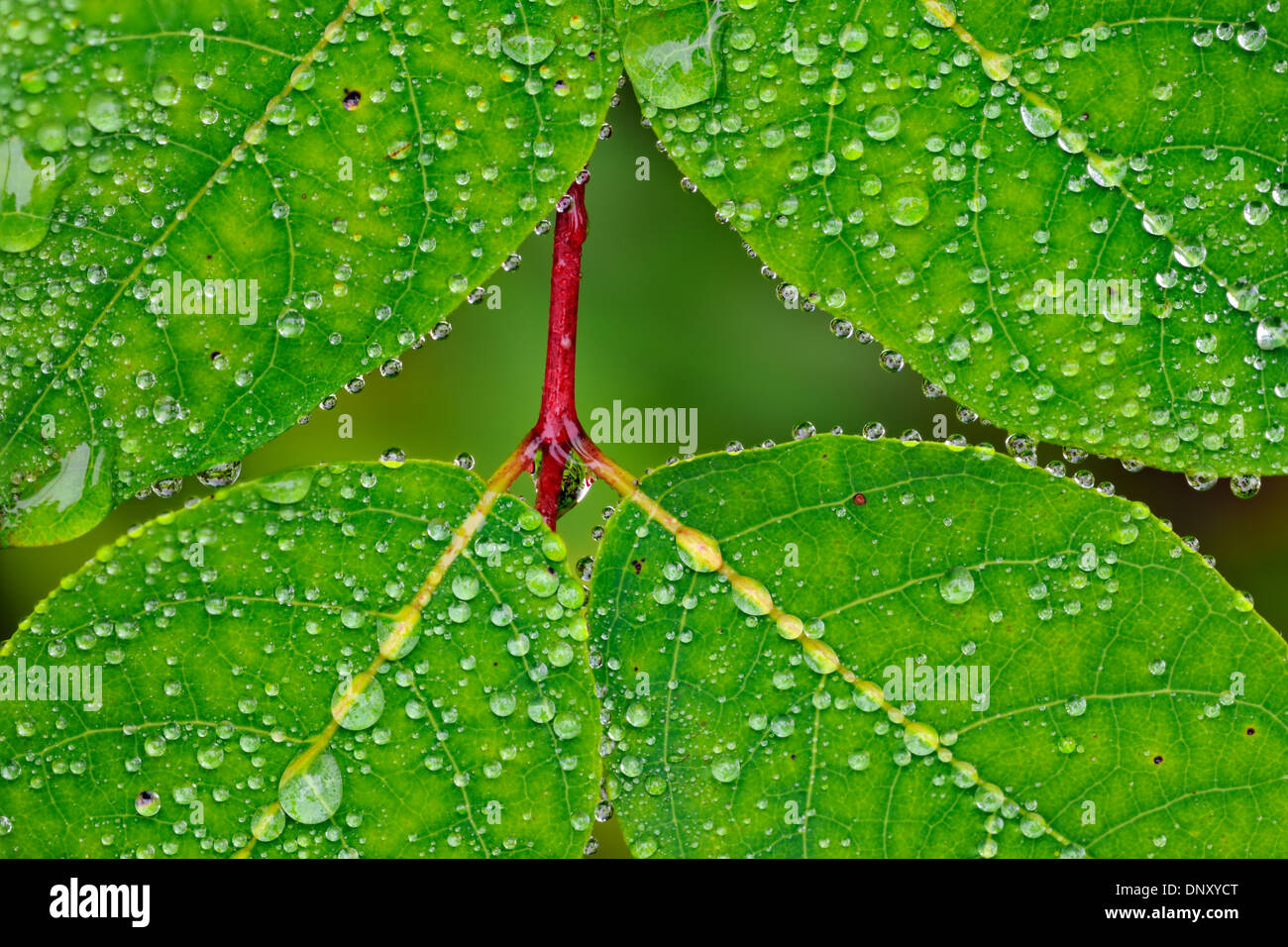 Dogbane hi-res stock photography and images - Alamy