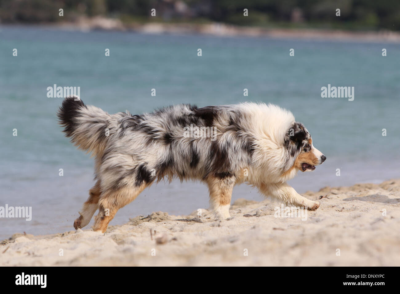 Dog Australian shepherd / Aussie adult ( Blue Merle ) running on the ...