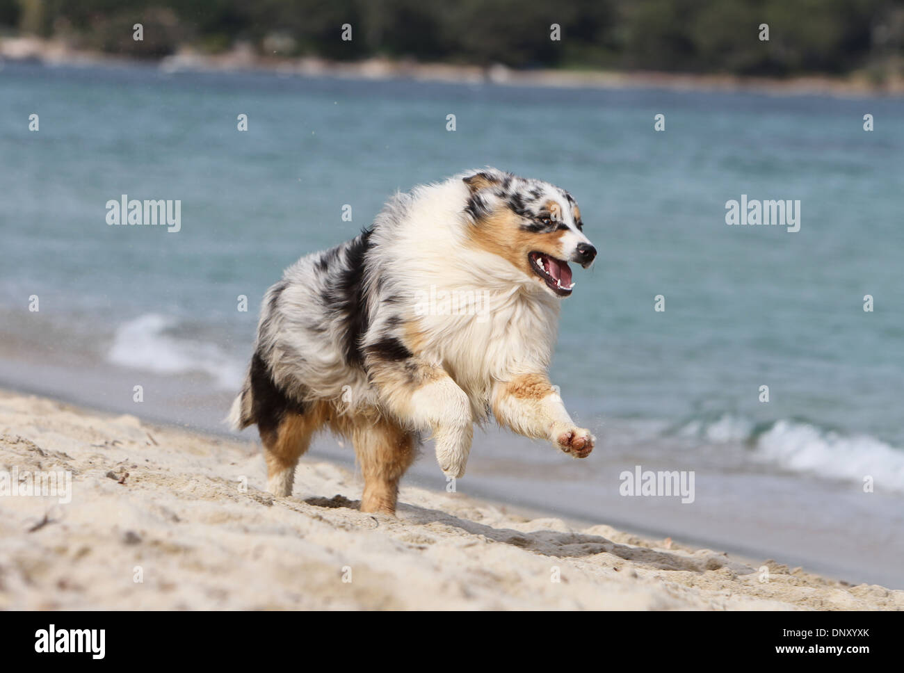 Dog Australian shepherd / Aussie adult ( Blue Merle ) running on the ...