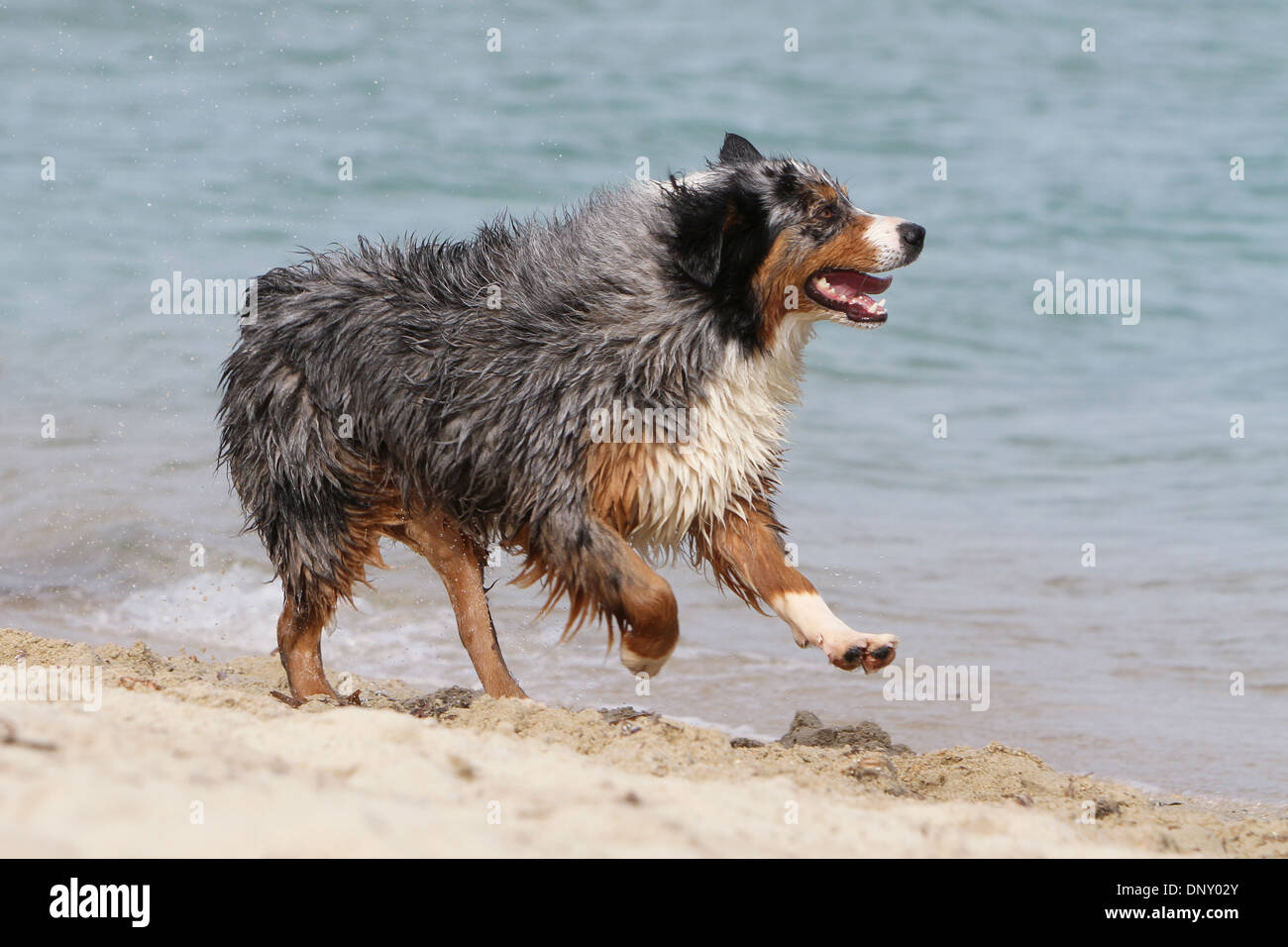 Blue merle aussie hi-res stock photography and images - Alamy
