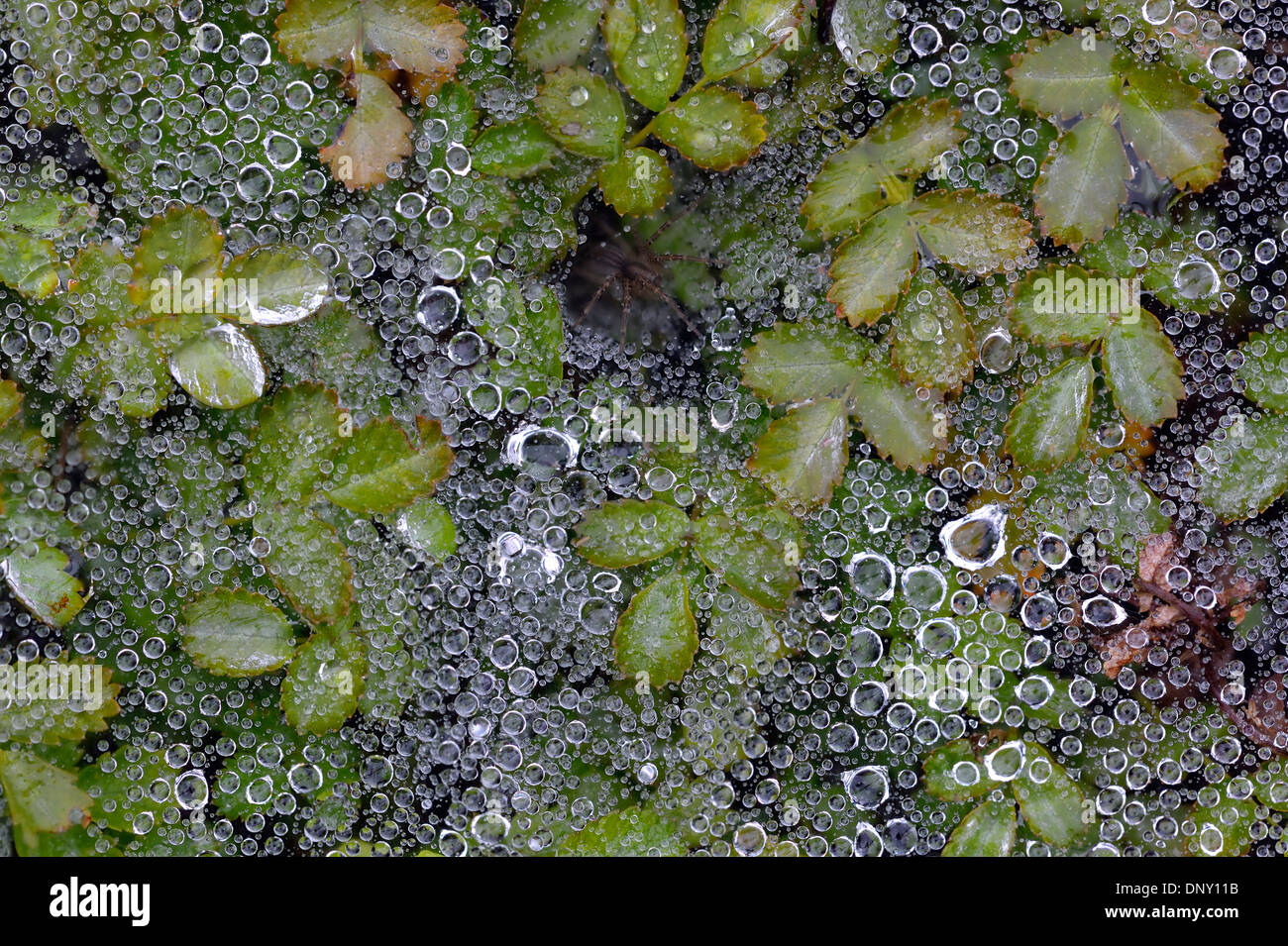 Scree beds hi-res stock photography and images - Alamy