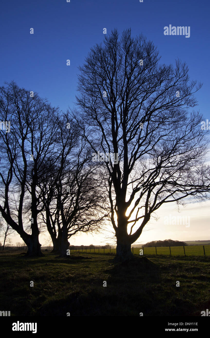 Large common beech trees (fagus sylvatica) at Neolithic New King ...