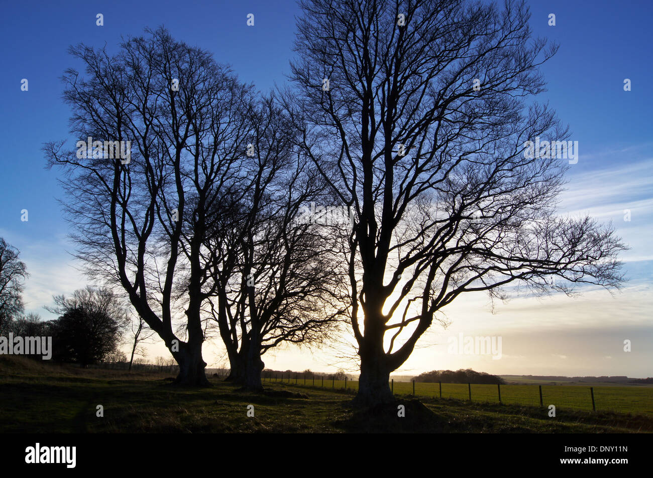 Large common beech trees (fagus sylvatica) at Neolithic New King ...