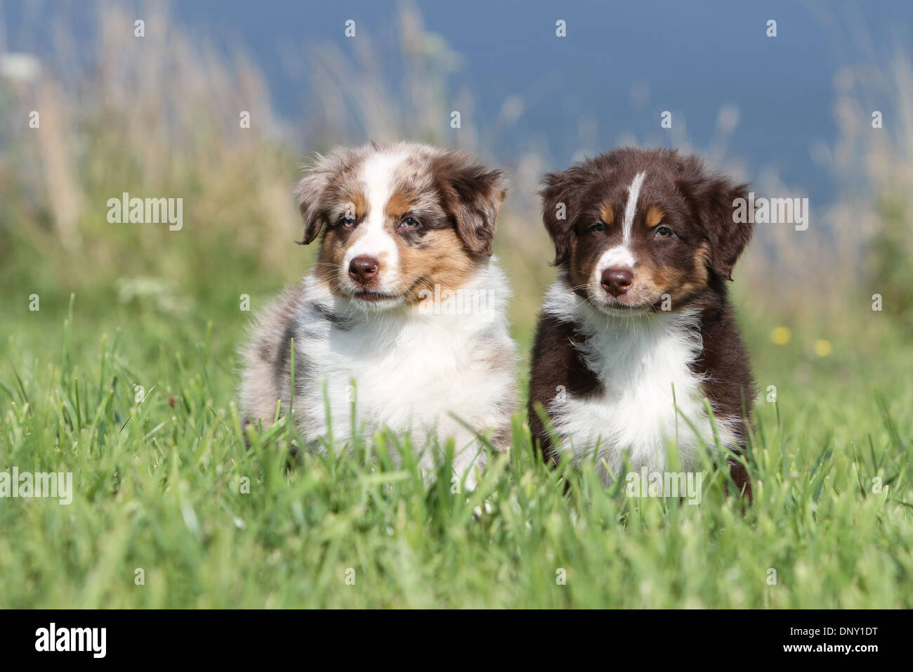 Dog Australian shepherd / Aussie two puppies standing in a meadow Stock ...