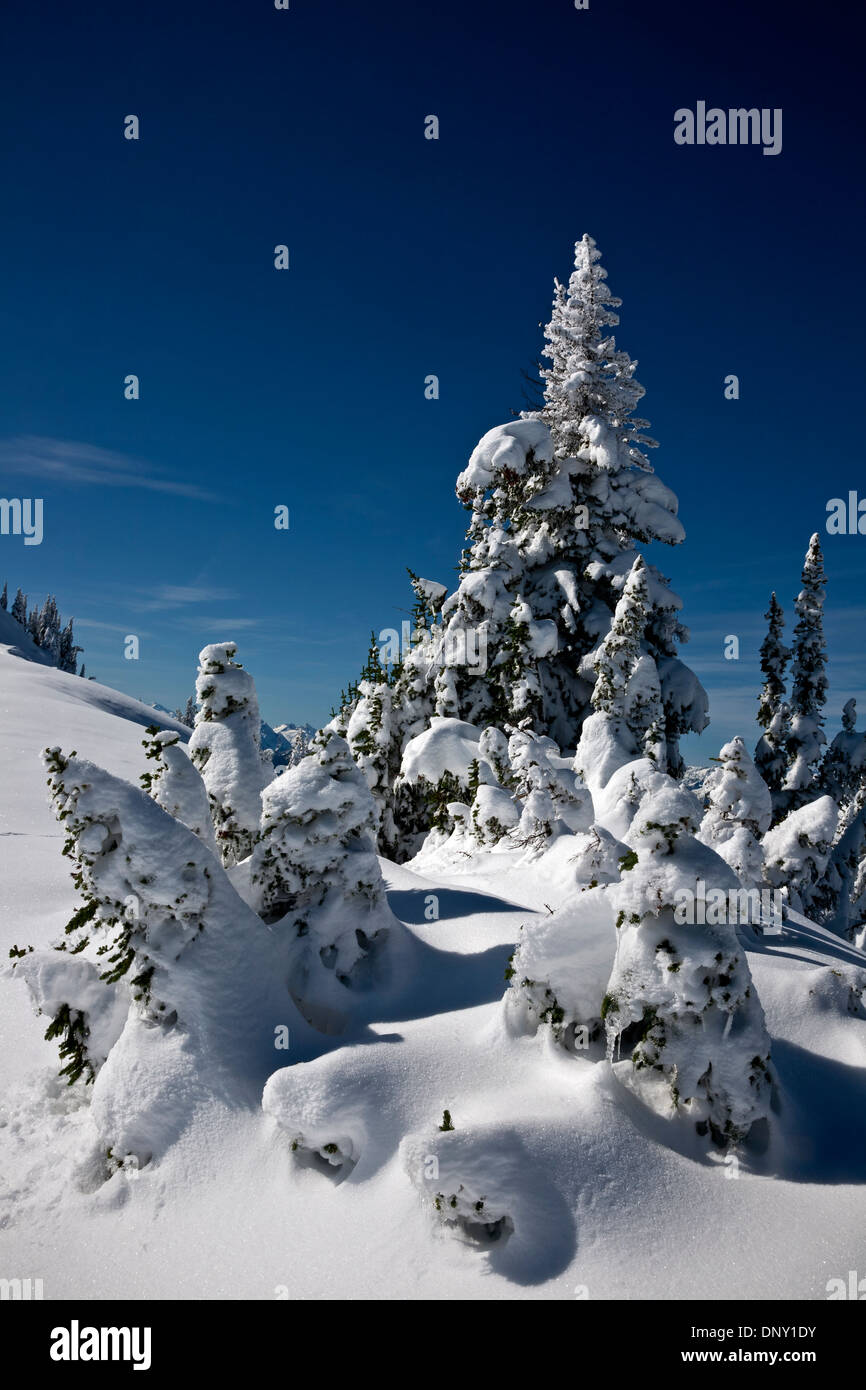 Snow covered maple tree in winter hi-res stock photography and images ...