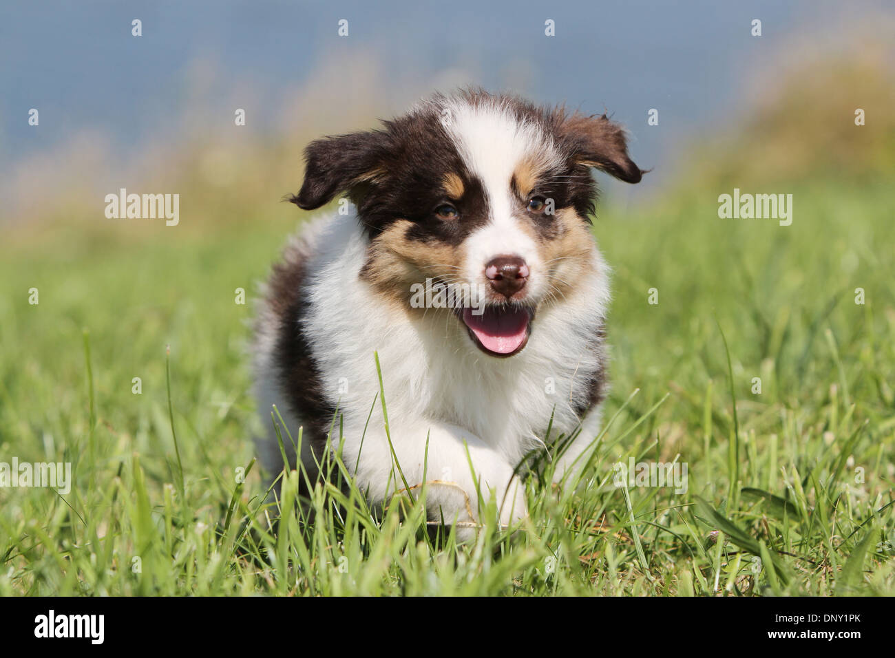 Dog Australian shepherd / Aussie puppy running in a meadow Stock Photo ...