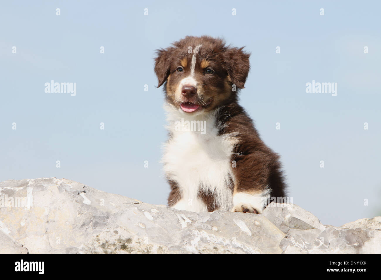 Dog Australian shepherd / Aussie puppy sitting on a rock Stock Photo ...