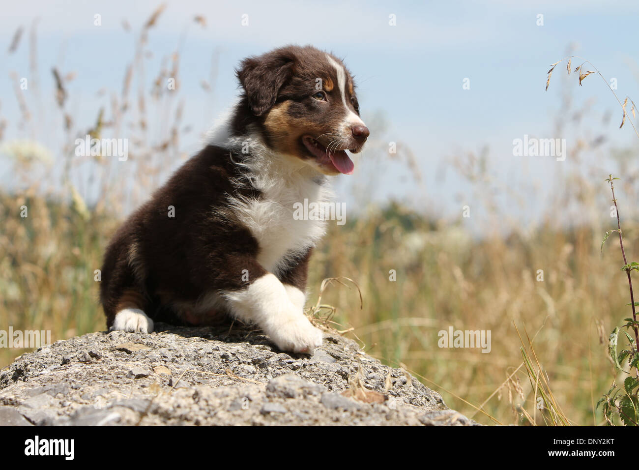 Dog Australian shepherd / Aussie puppy sitting on a rock Stock Photo ...
