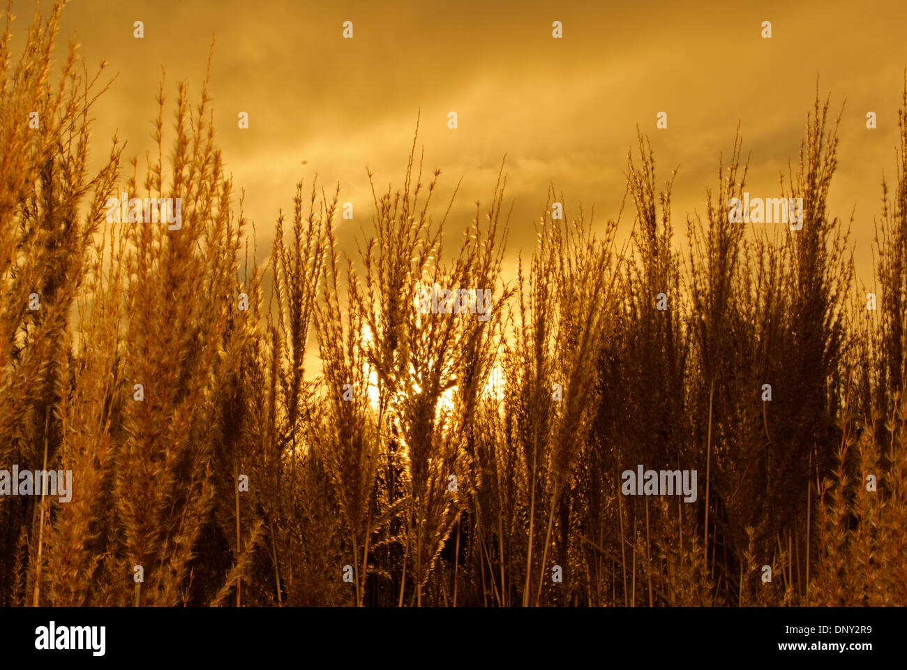 Grass and sunset hi-res stock photography and images - Alamy