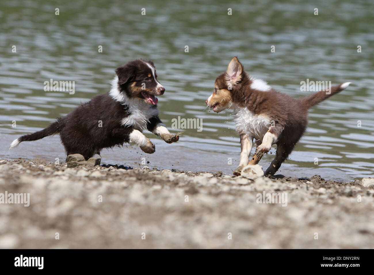 Dog Australian shepherd / Aussie two puppies playing at the edge of a ...