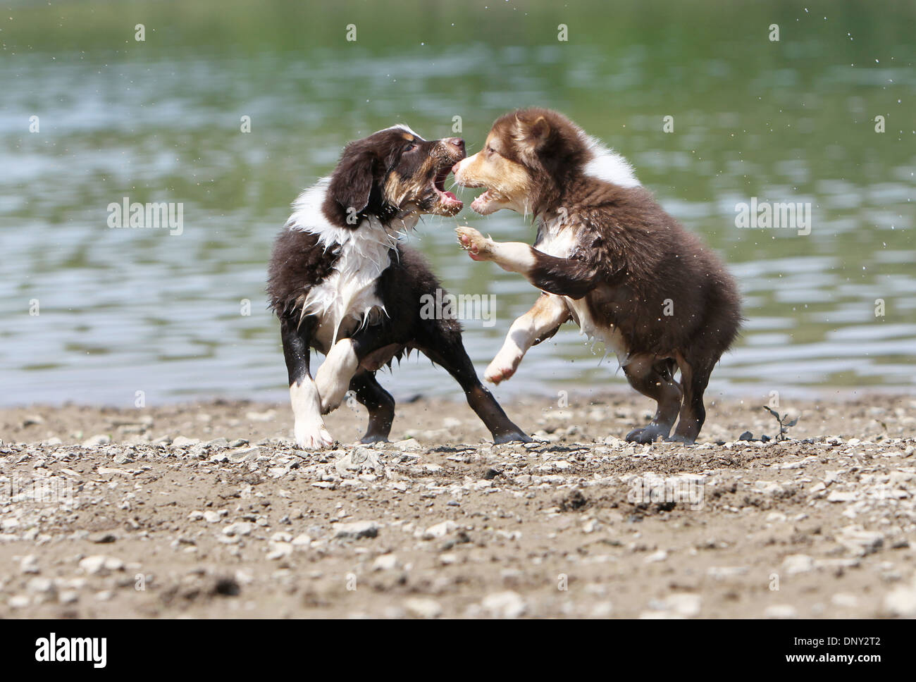 Dog Australian shepherd / Aussie two puppies playing at the edge of a ...
