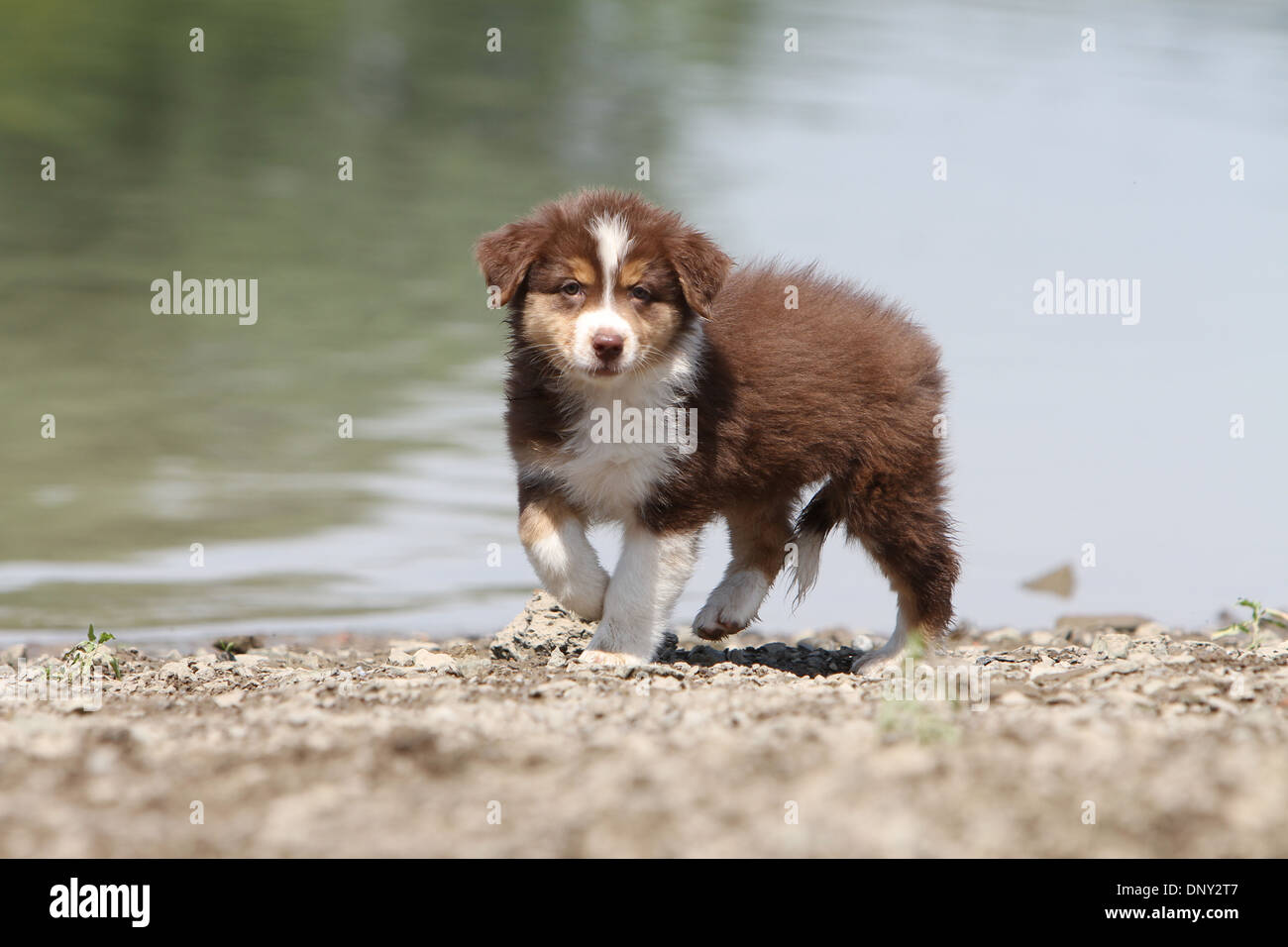 Dog Australian shepherd / Aussie puppy walking at the edge of a lake ...