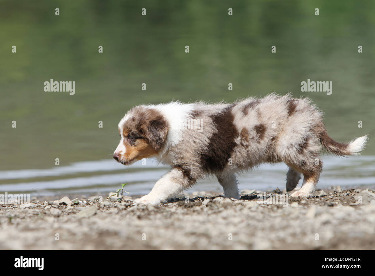 Dog Australian shepherd / Aussie puppy walking at the edge of a lake ...