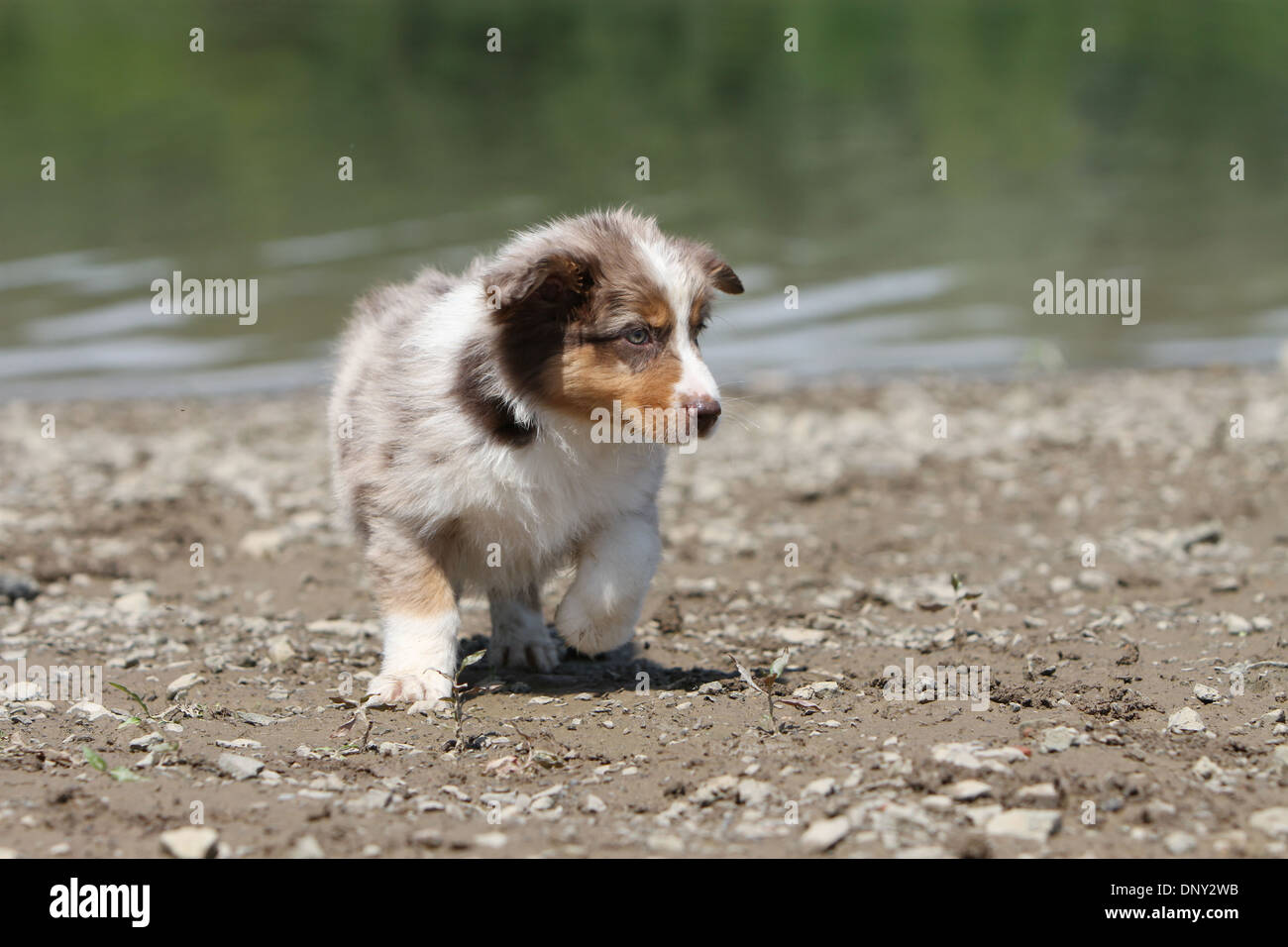 Dog Australian shepherd / Aussie puppy walking at the edge of a lake ...