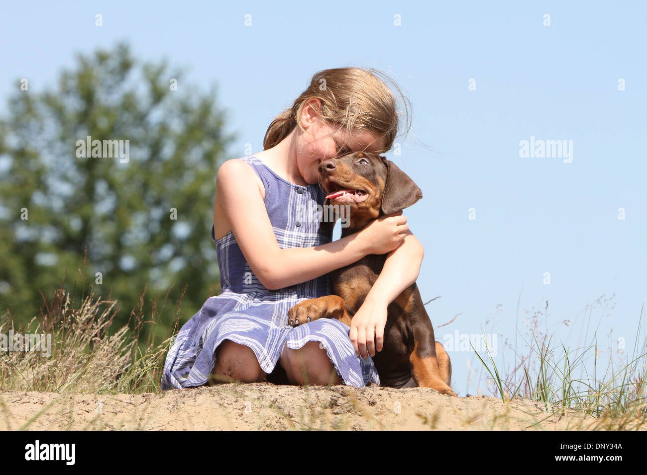 Dog Dobermann / Doberman Pinscher puppy and a little girl Stock Photo ...