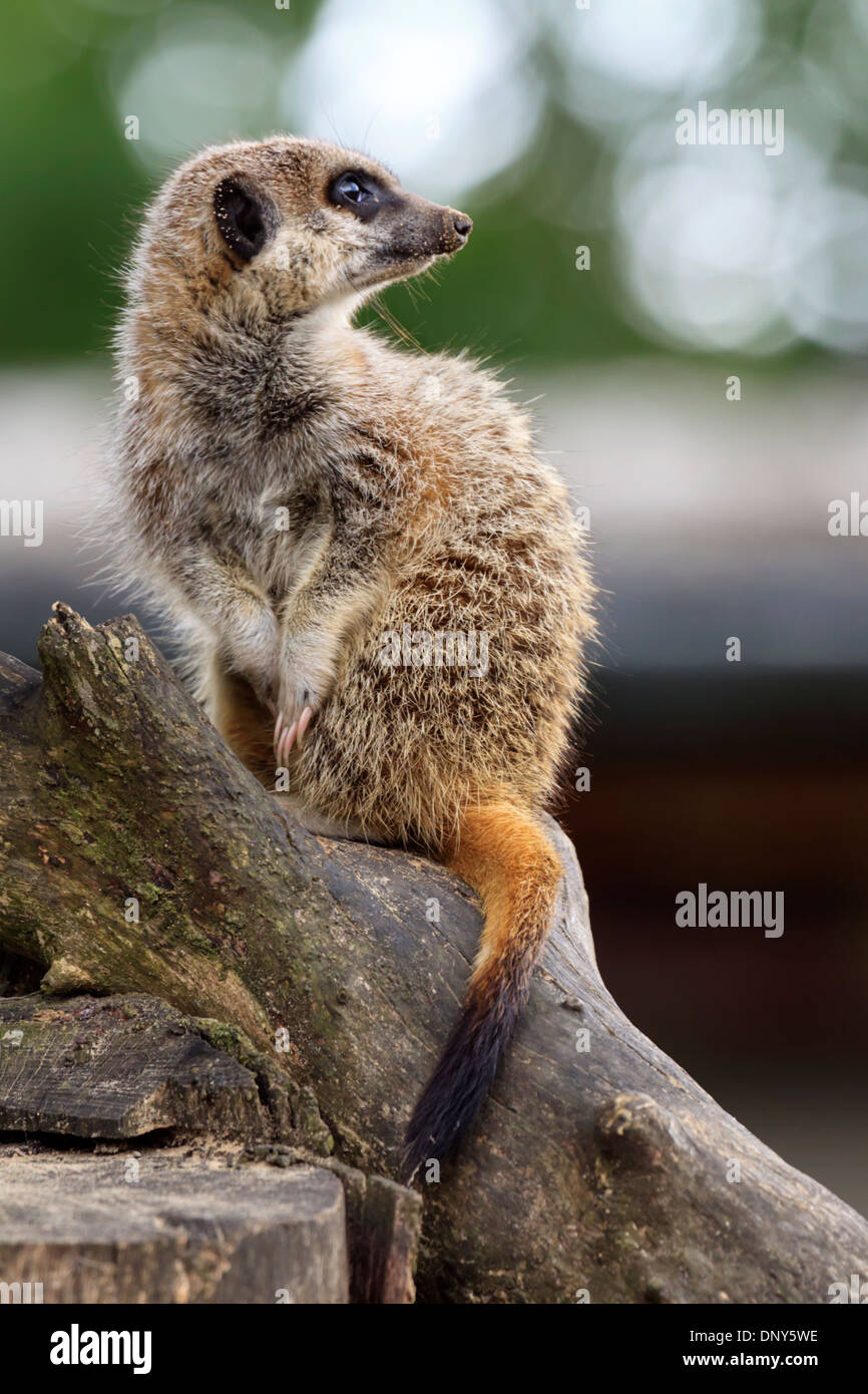 Suricata mammal nervous hi-res stock photography and images - Alamy