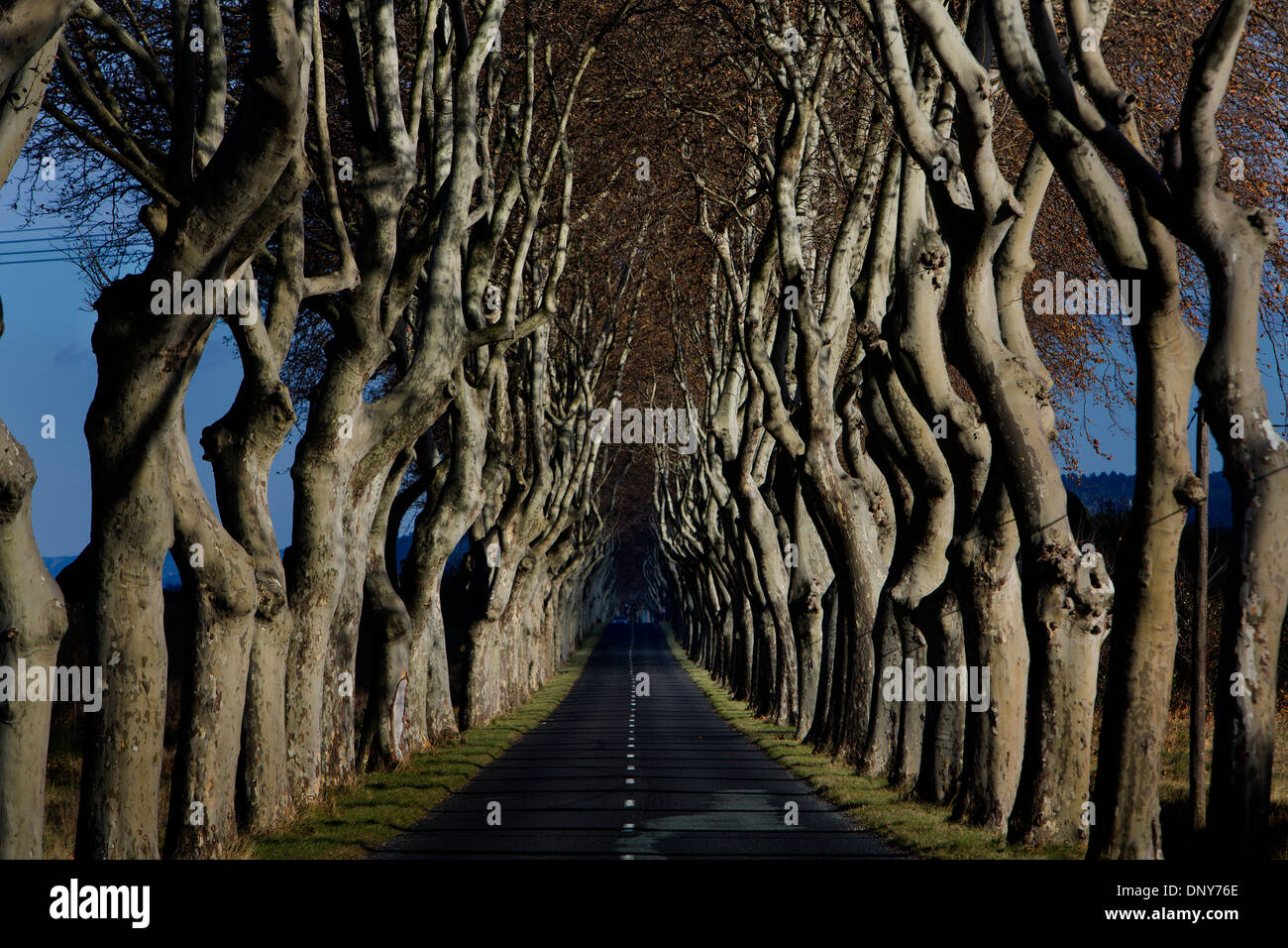 Plane trees france hi-res stock photography and images - Alamy