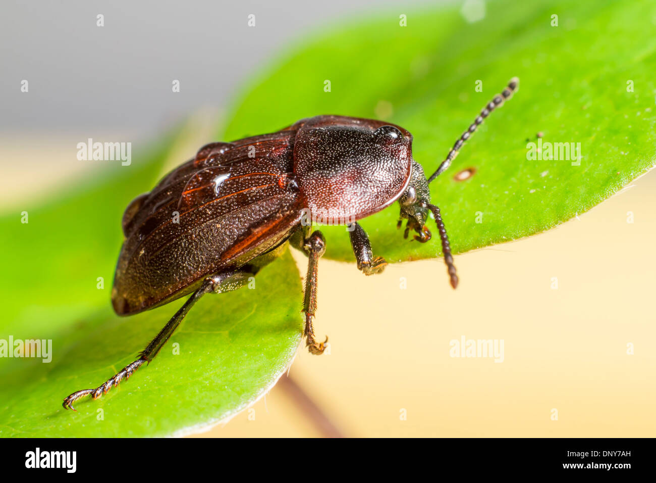 Gray beetle hi-res stock photography and images - Alamy