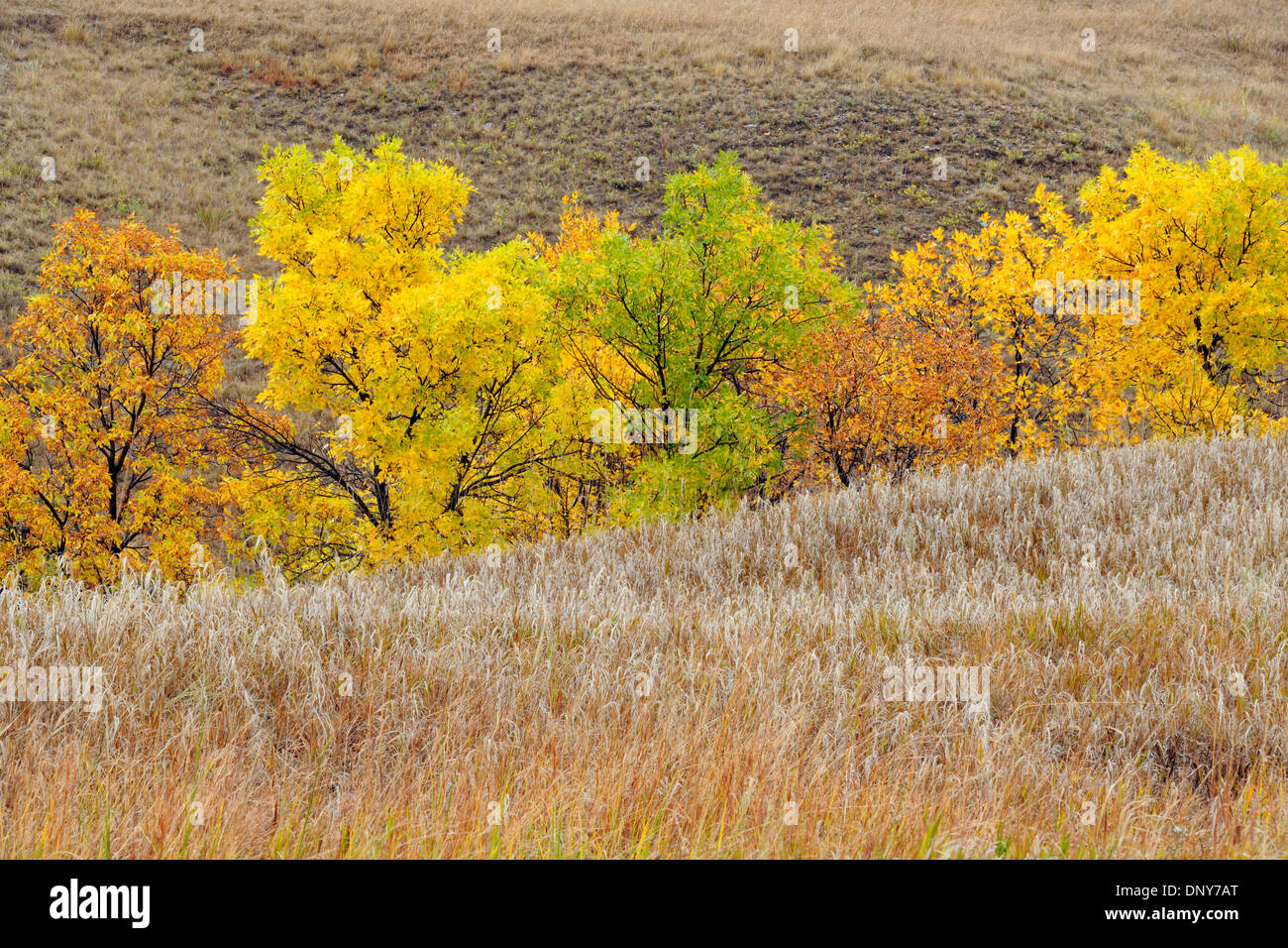 Green ash trees with early autumn colour in grasslands environment ...