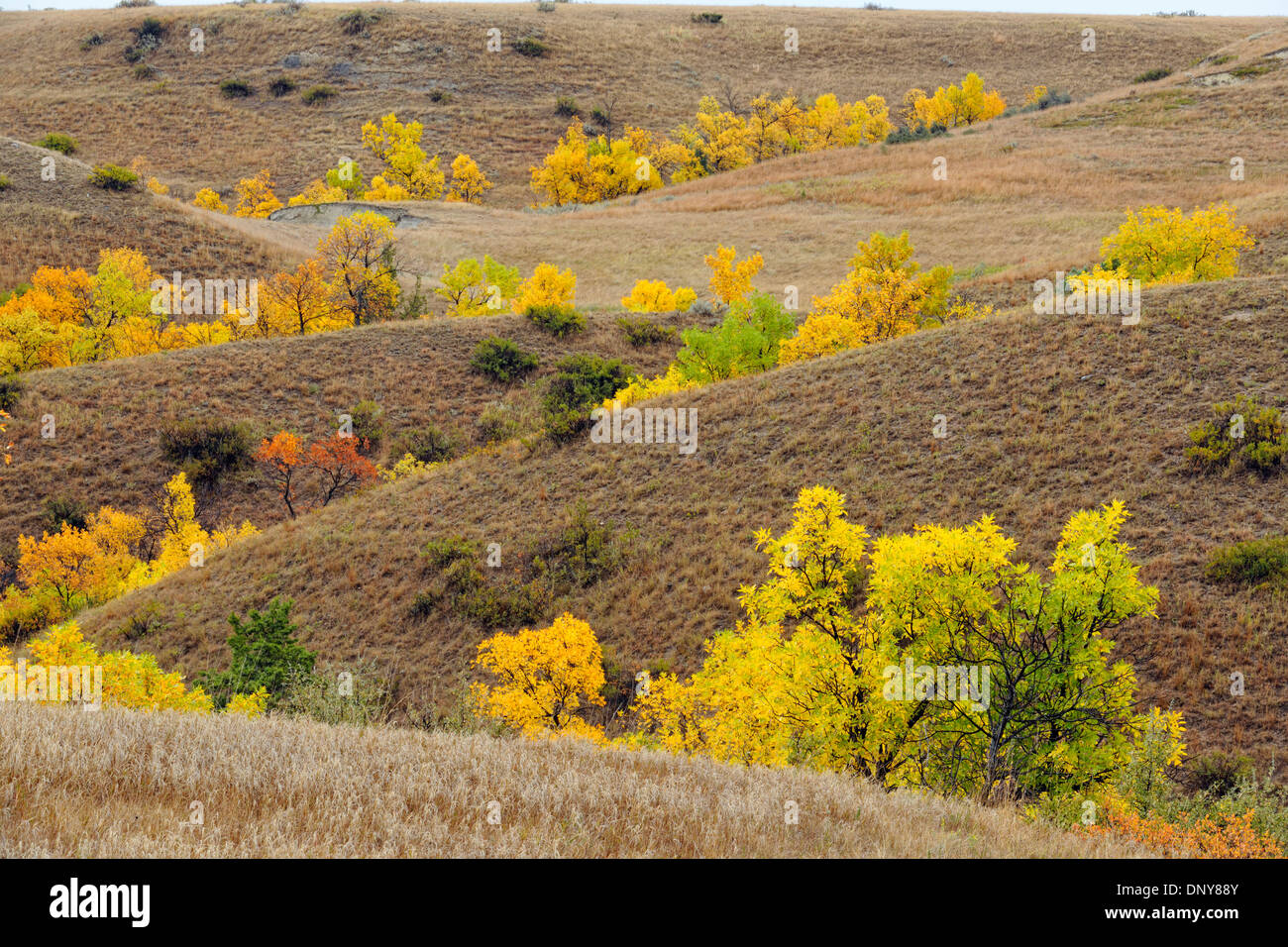 Green ash trees with early autumn colour in grasslands environment ...