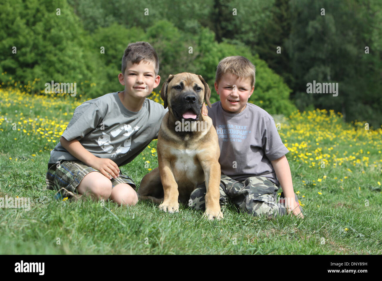 Does The Boerboel Love Children