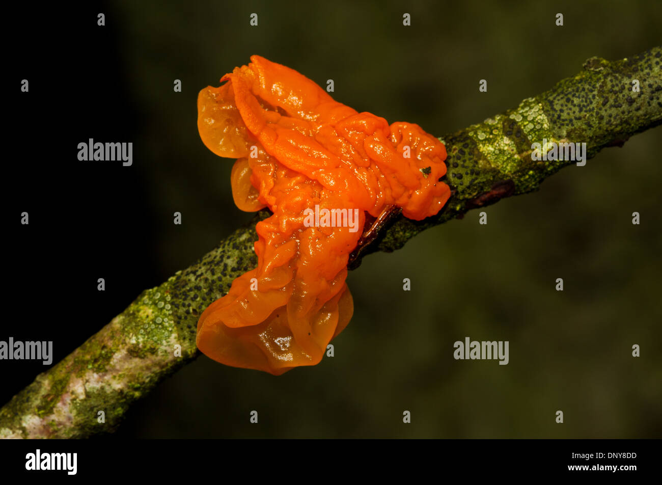 Yellow Brain Fungus or Golden Jelly Fungus (Tremella Mesenterica) on ...