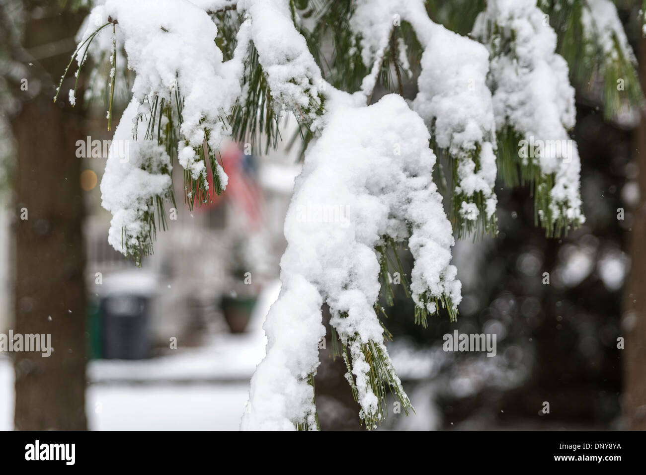 Drooping pine tree hi-res stock photography and images - Alamy