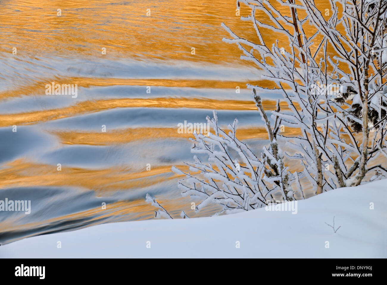 Open water of Wanapitei River with frosted trees in winter, Wanup ...