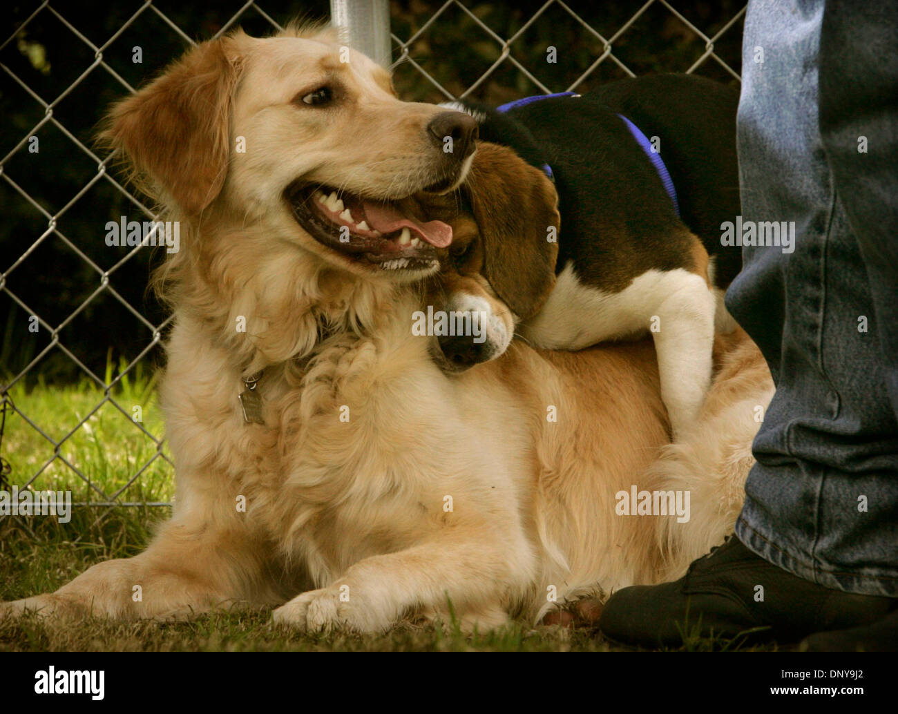 Can A Golden Retriever And A Beagle Be Friends