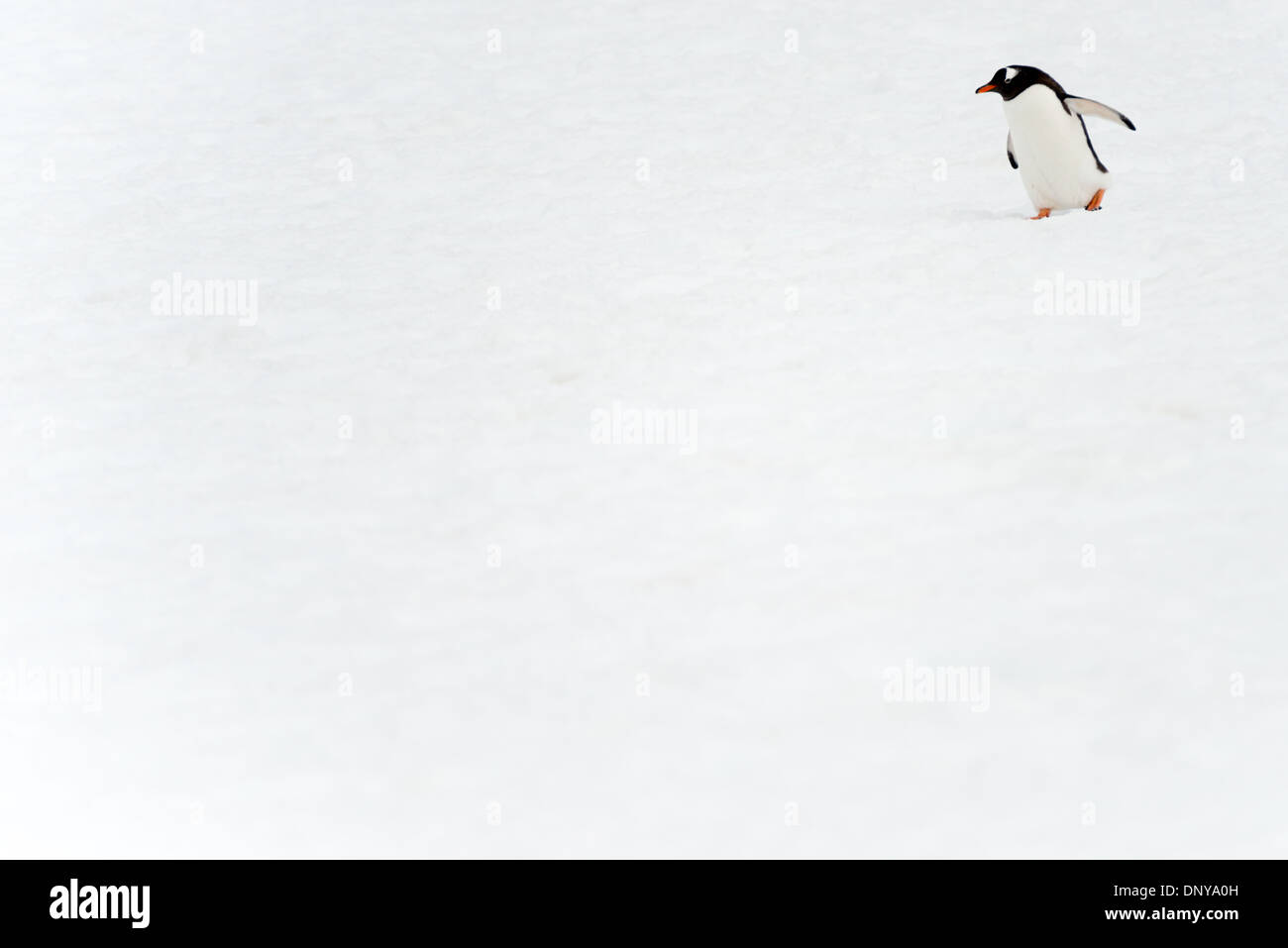 Various species of penguins hi-res stock photography and images - Alamy